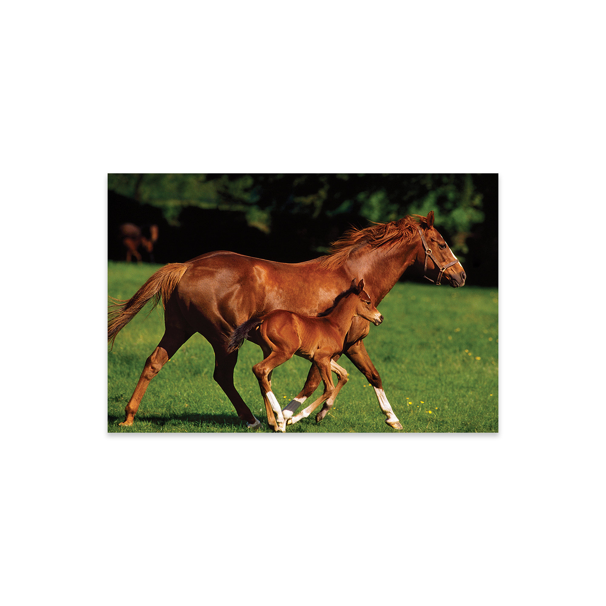 Union Rustic Thoroughbred Chestnut Mare & Foal, Ireland On Plastic / Acrylic by Irish Image ...